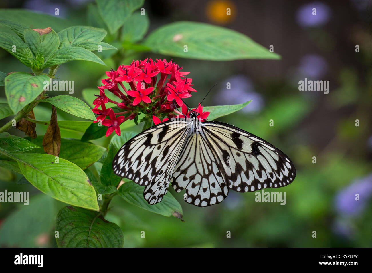 Idea leuconoe, the paper kite, rice paper or large tree nymph butterfly ...