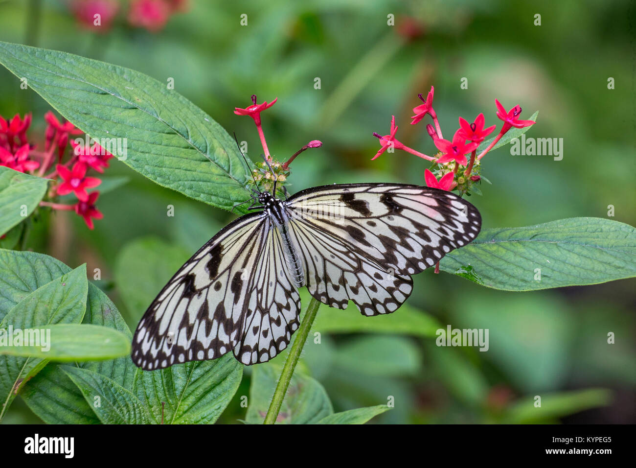 Idea leuconoe, the paper kite, rice paper or large tree nymph butterfly ...