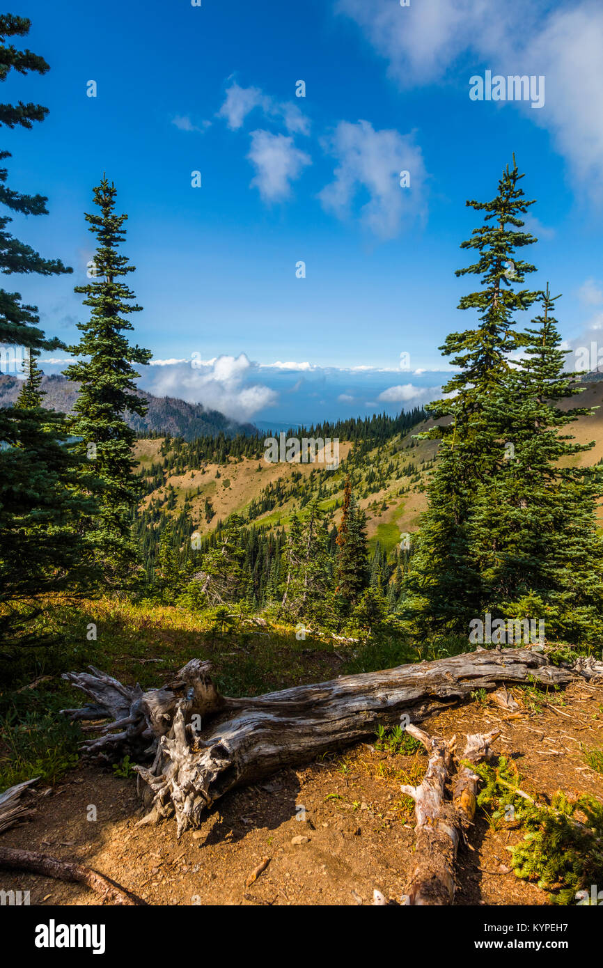 View from Hurricane Ridge in Olympic National Park Washington Stock ...