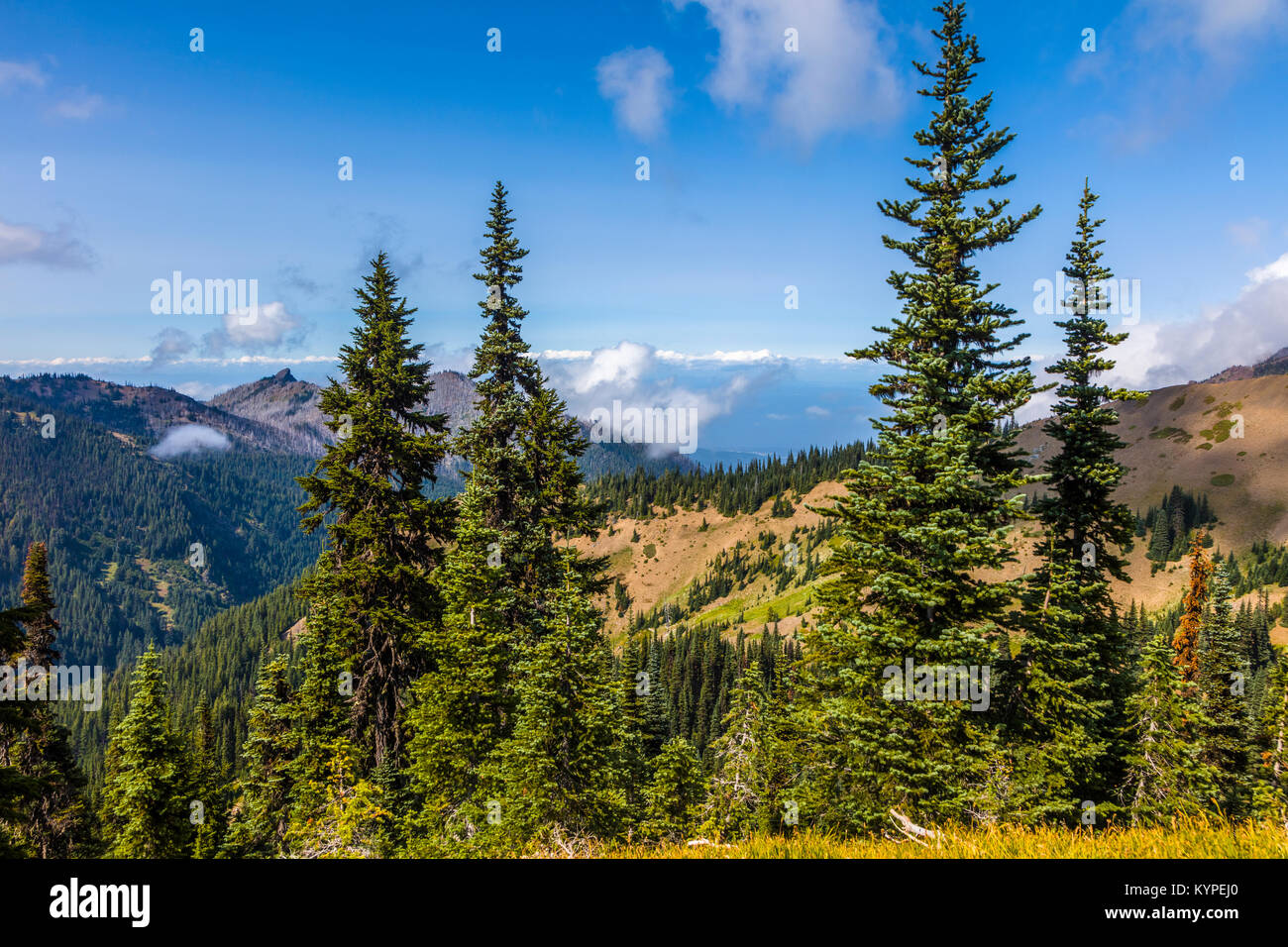 View from Hurricane Ridge in Olympic National Park Washington Stock ...