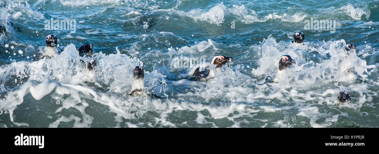 African penguins swim in the blue water of the ocean and foam of the ...