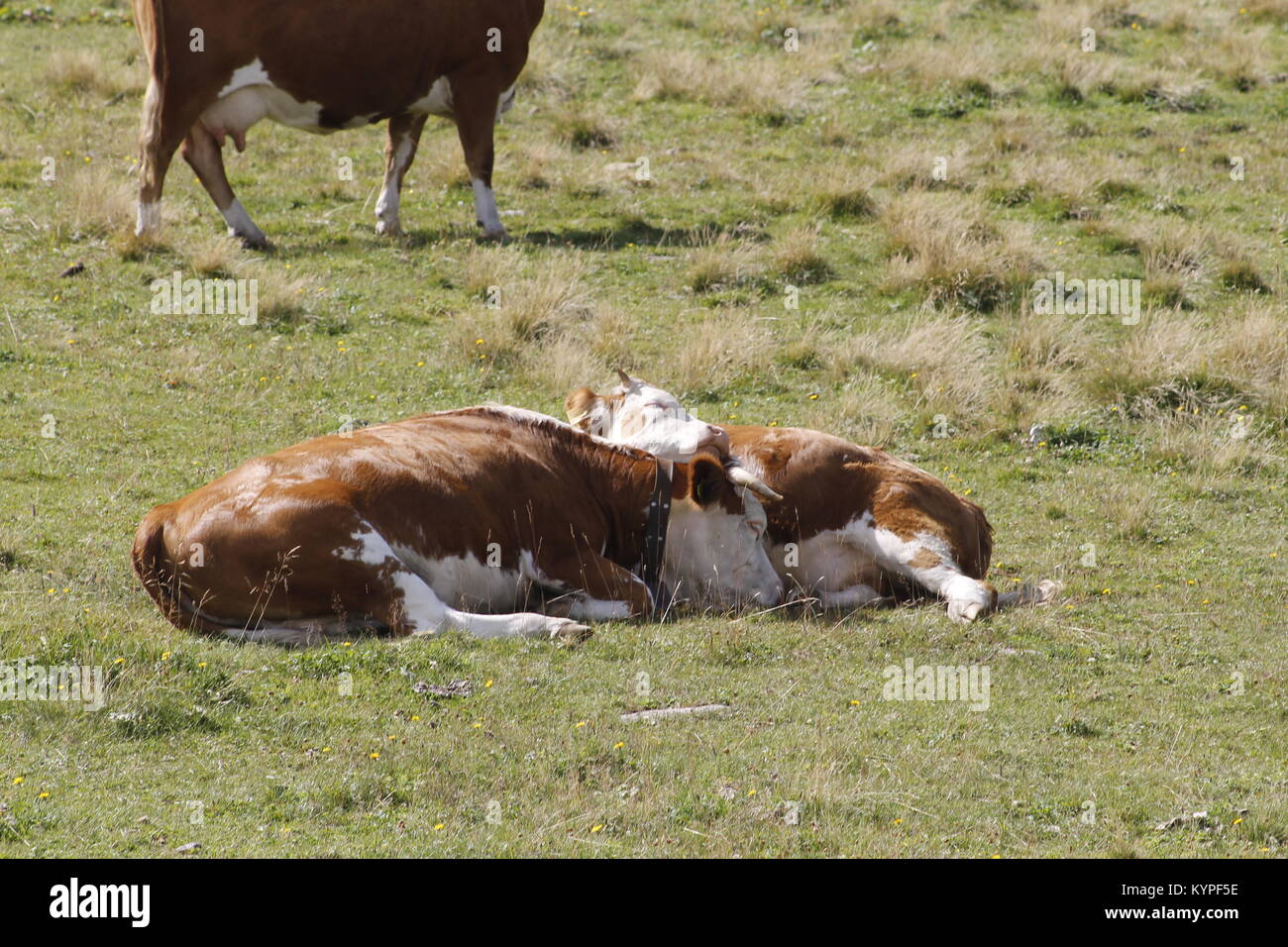 Cow grazing in freedom in the high mountains Stock Photo - Alamy