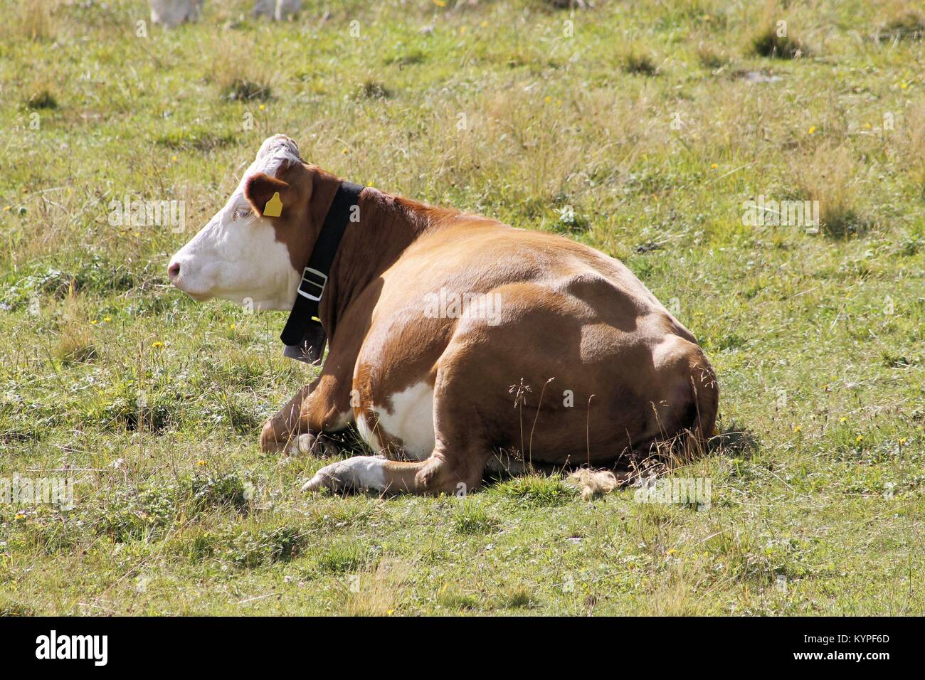 Cow grazing in freedom in the high mountains Stock Photo - Alamy