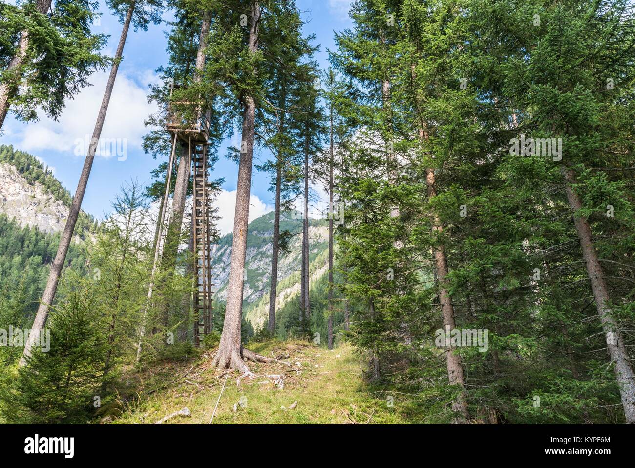 Raised hide in a forest, Austria Stock Photo - Alamy Raised hide in a forest, Austria Stock Photo - Alamy