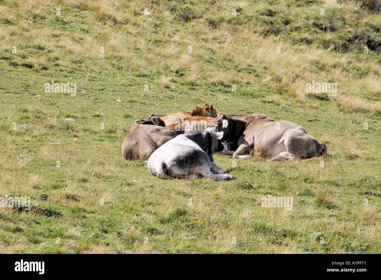 Cow grazing in freedom in the high mountains Stock Photo - Alamy