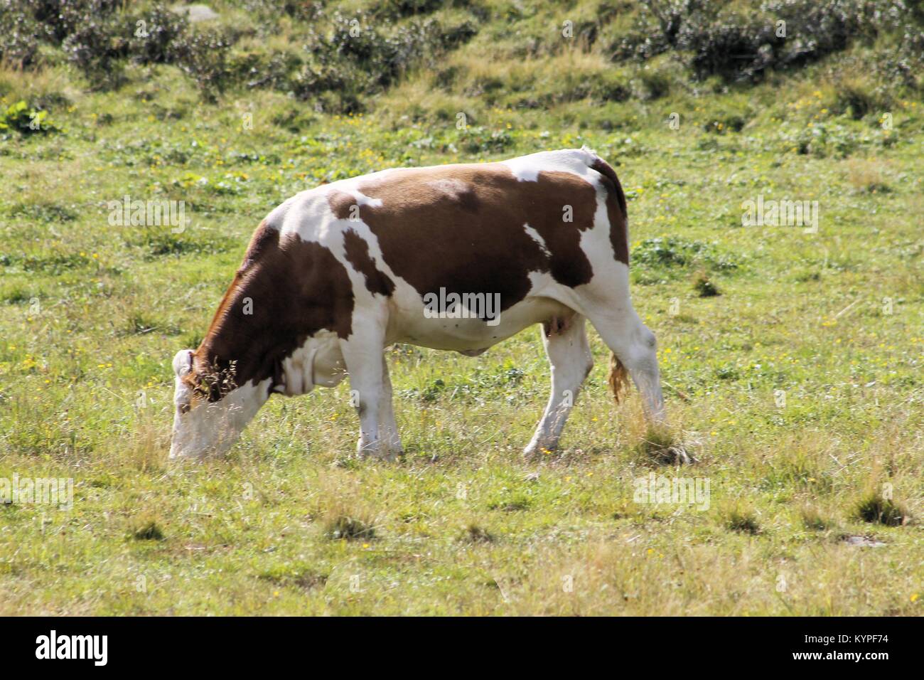 Cow grazing in freedom in the high mountains Stock Photo - Alamy