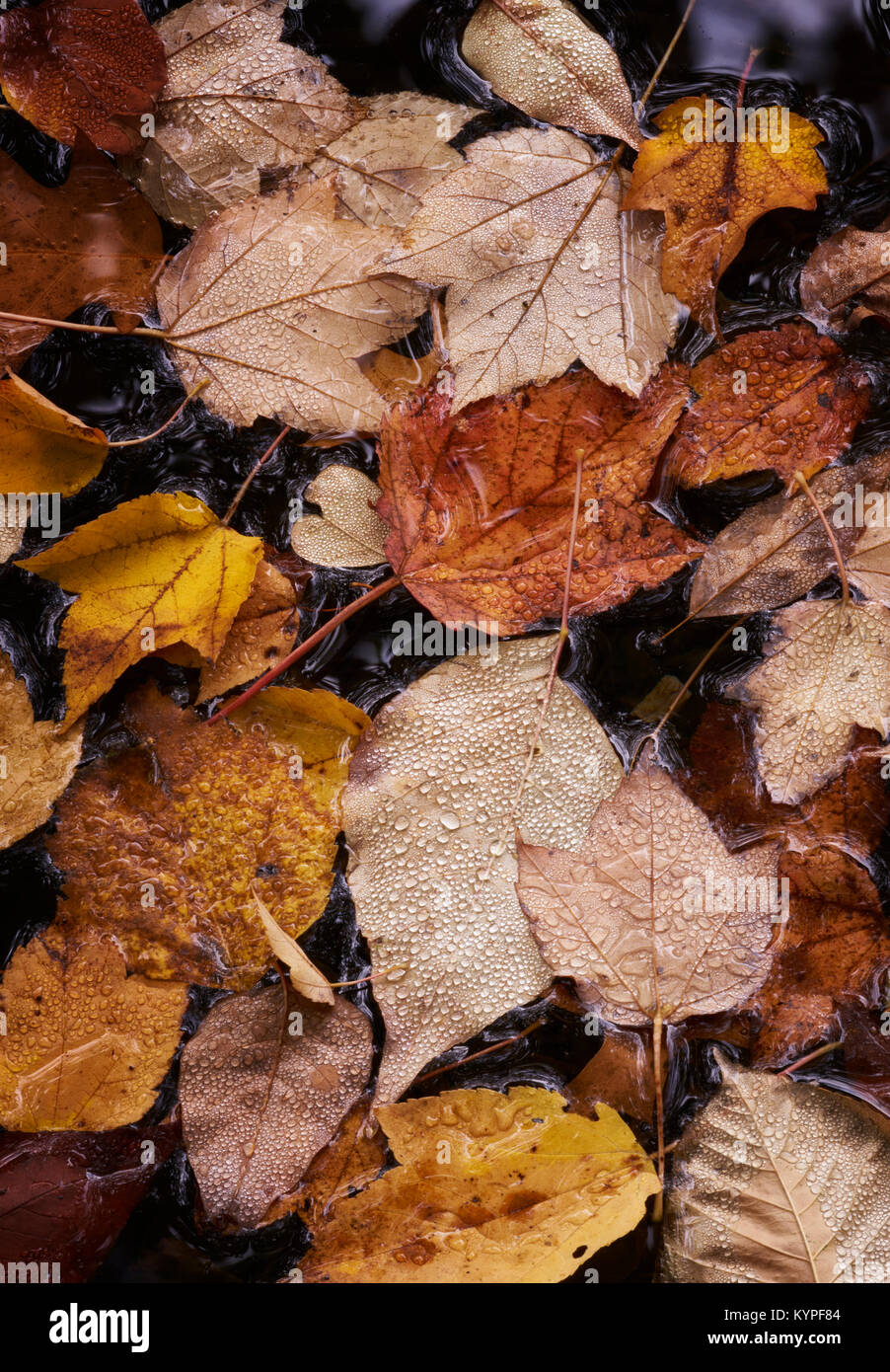 Autumn leaves litter the forest floor in Acadia National Park in Maine ...
