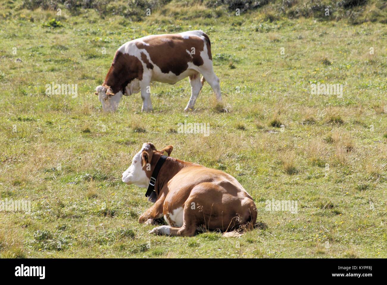 Cow grazing in freedom in the high mountains Stock Photo - Alamy
