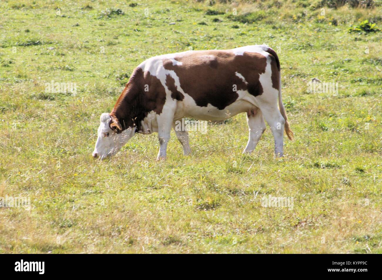 Cow grazing in freedom in the high mountains Stock Photo - Alamy