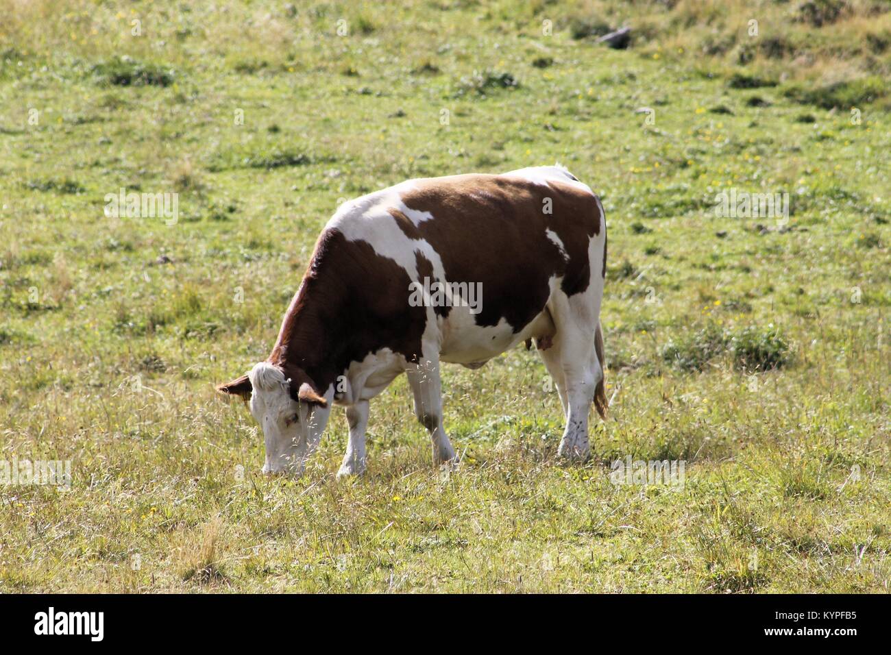 Cow grazing in freedom in the high mountains Stock Photo - Alamy