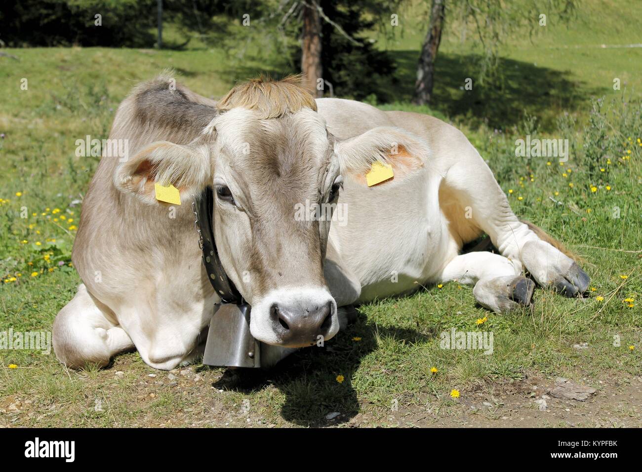 Cow grazing in freedom in the high mountains Stock Photo - Alamy