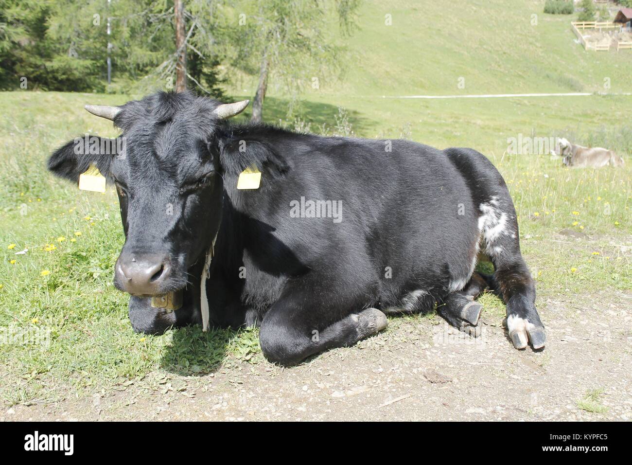 Cow grazing in freedom in the high mountains Stock Photo - Alamy
