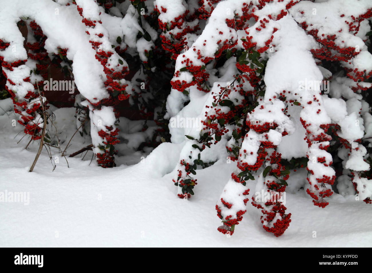 Red Berries in the Snow Stock Photo - Alamy
