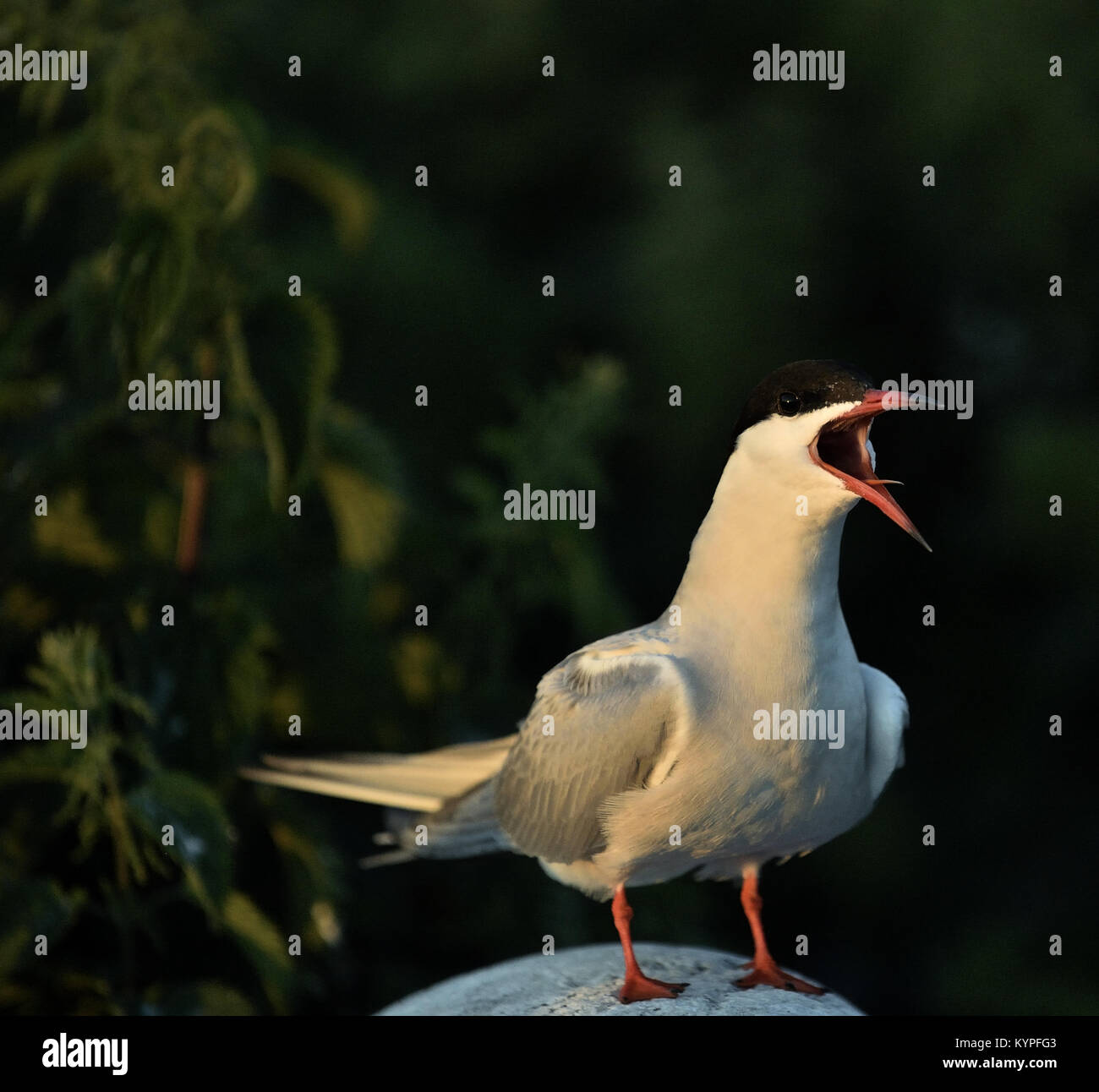 Flitting The Common Tern (Sterna hirundo)./ The Common Tern (Sterna ...