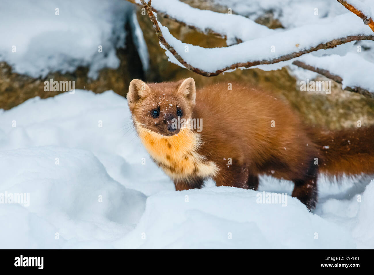 Least weasel, standing hi-res stock photography and images - Alamy
