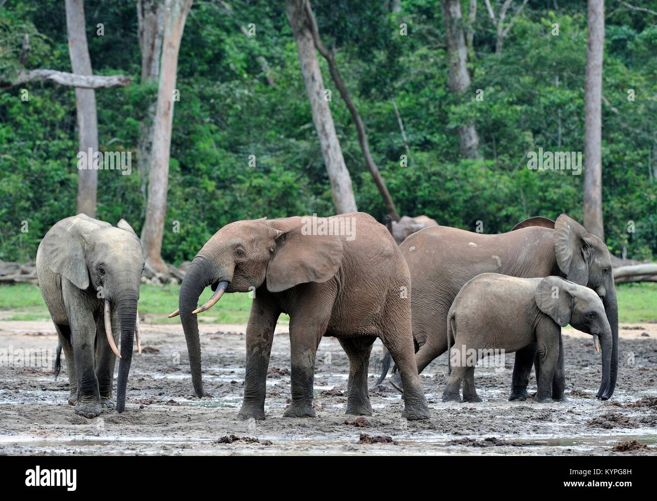 The African Forest Elephant, Loxodonta africana cyclotis, (forest ...