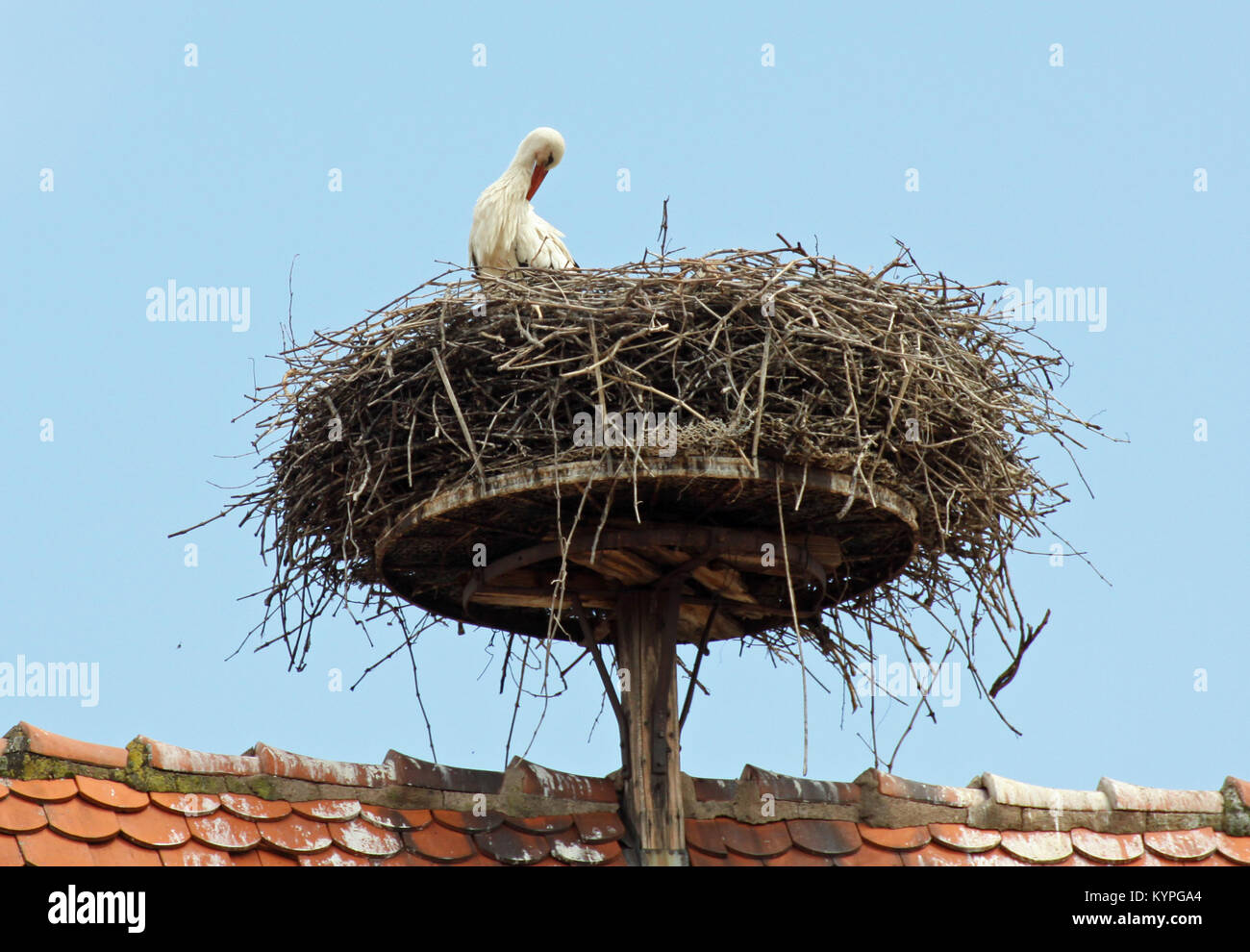 Stork nesting on roof hi-res stock photography and images - Alamy