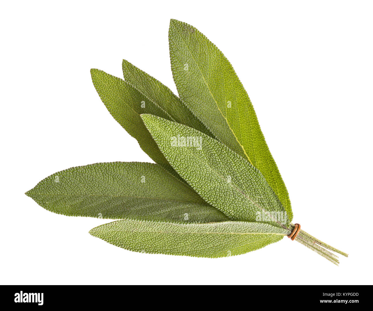 Sage leaves isolated Stock Photo - Alamy