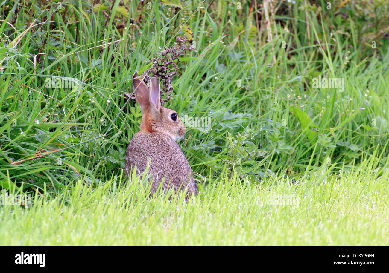 Wild rabbit (Oryctolagus cuniculus) in an English grassland meadow ...