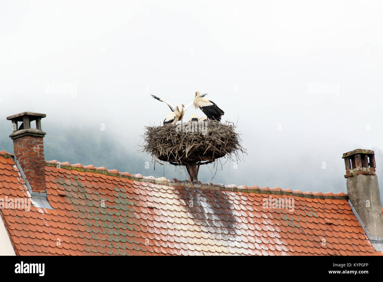 Storks nesting on roofs of houses in the Alsace region of France along ...
