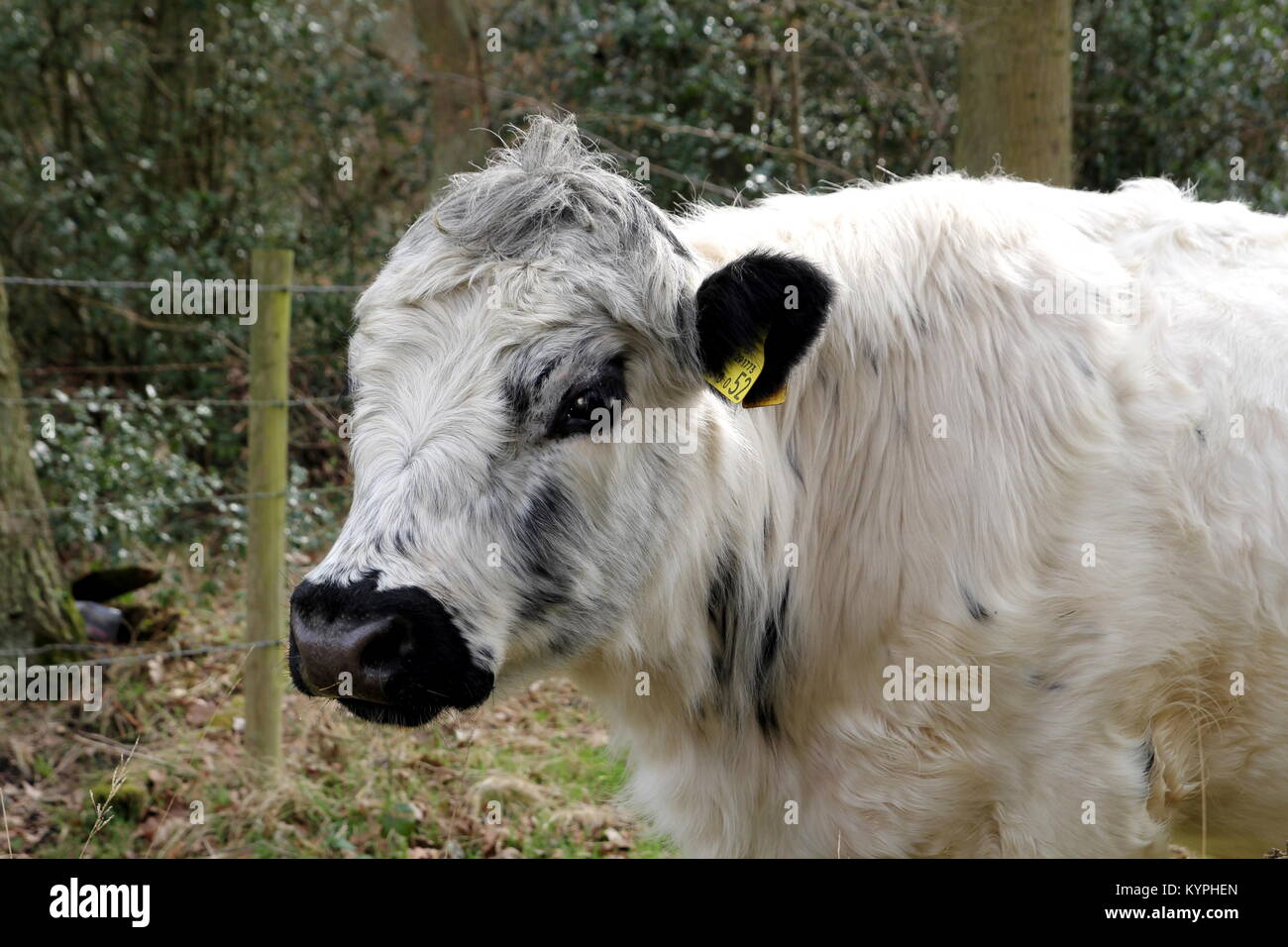 British white cow hi-res stock photography and images - Alamy