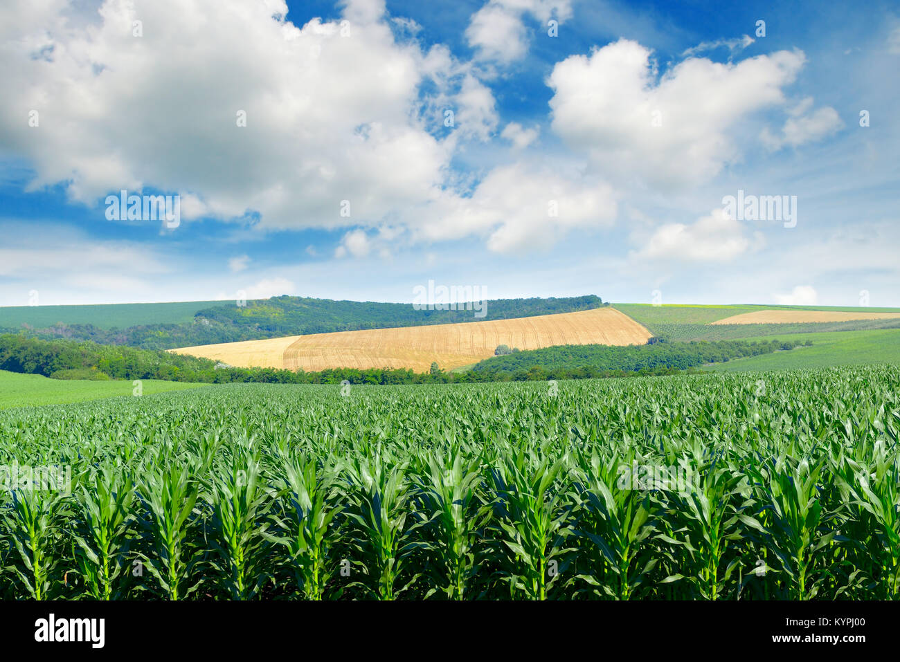 Corn Fields With Clouds