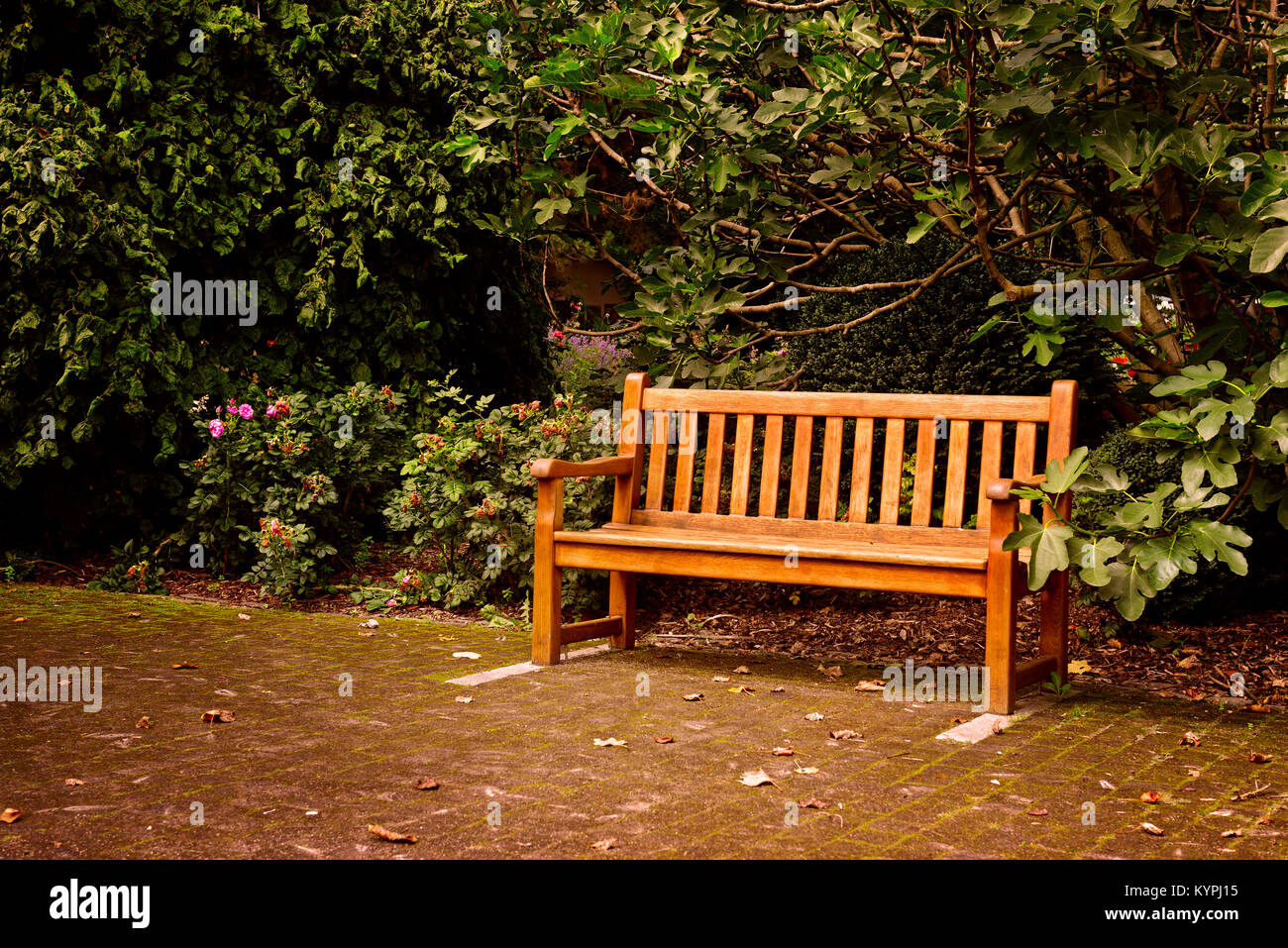 Wooden bench in beautiful summer park Stock Photo - Alamy