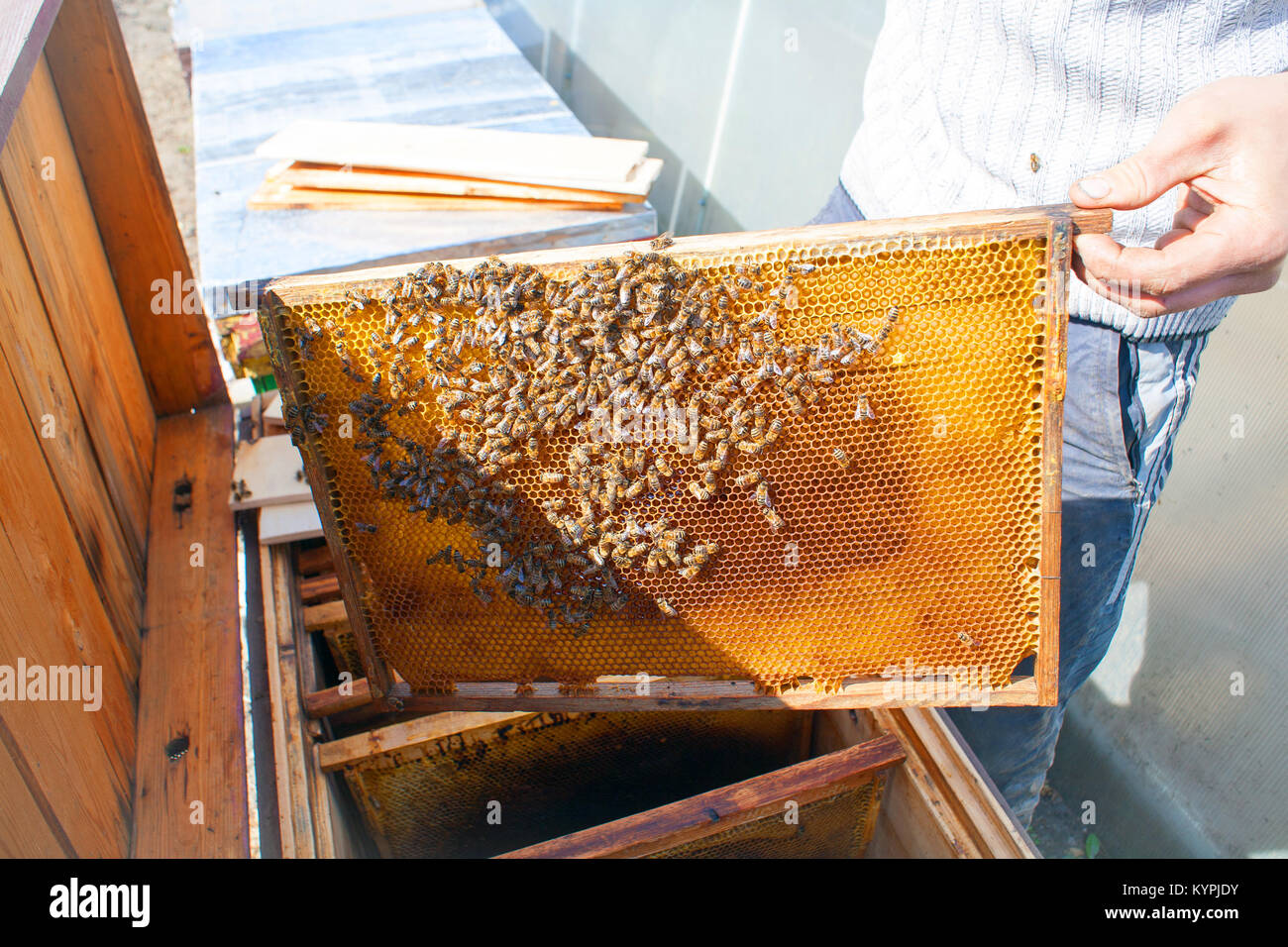 Frames of a bee hive. Beekeeper harvesting honey. The bee smoker is ...