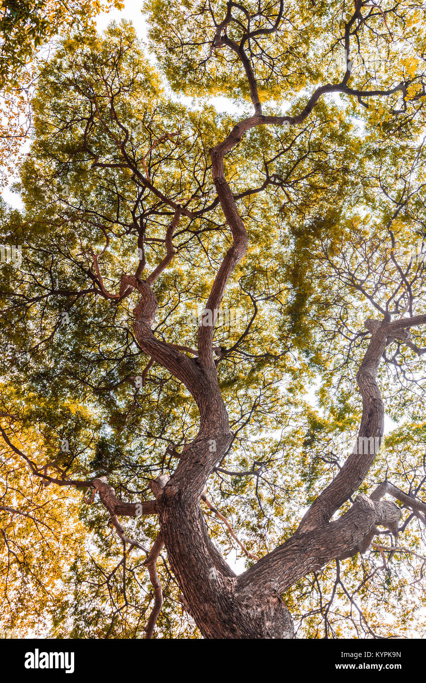 Large Samanea saman tree with branch Stock Photo - Alamy