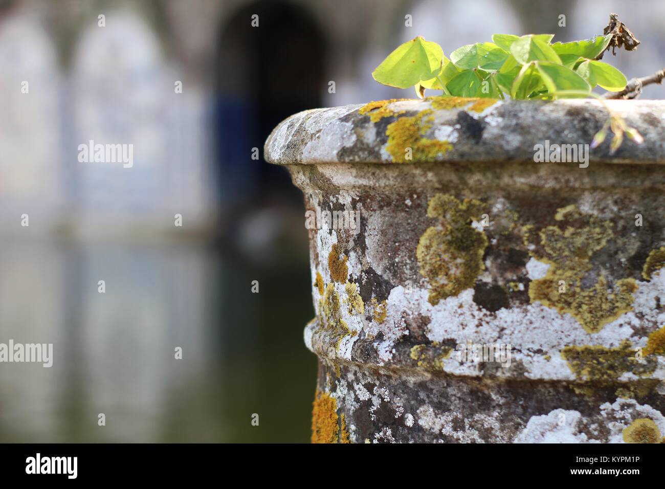 Colorful texture of dry moss on gray stone Stock Photo - Alamy
