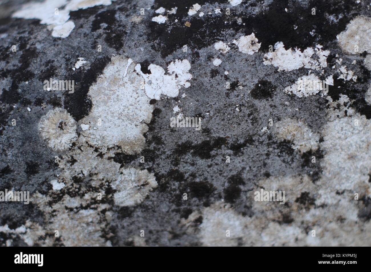 Colorful texture of dry moss on gray stone Stock Photo - Alamy