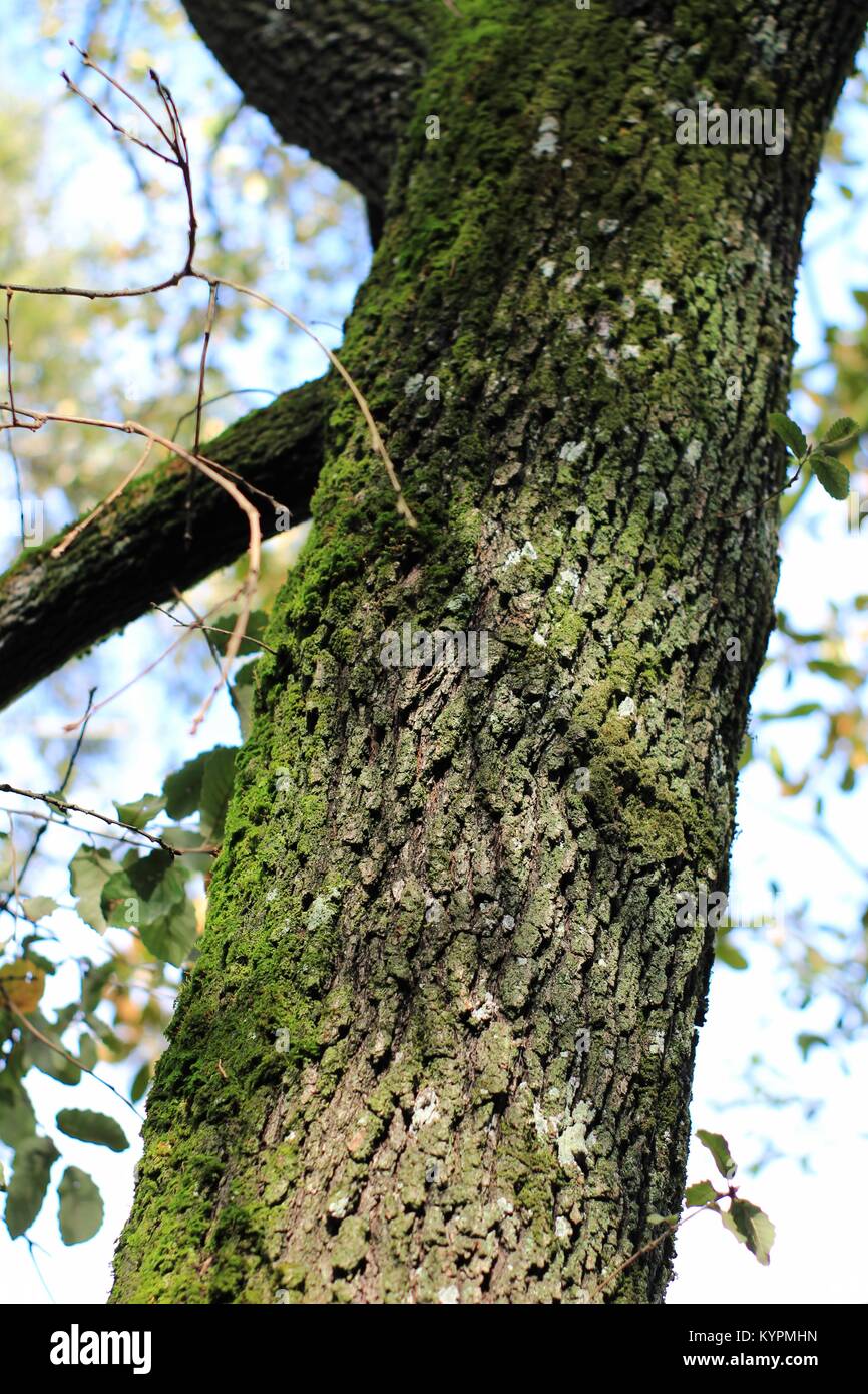 Colorful tree bark texture with fresh moss in the forest Stock Photo ...