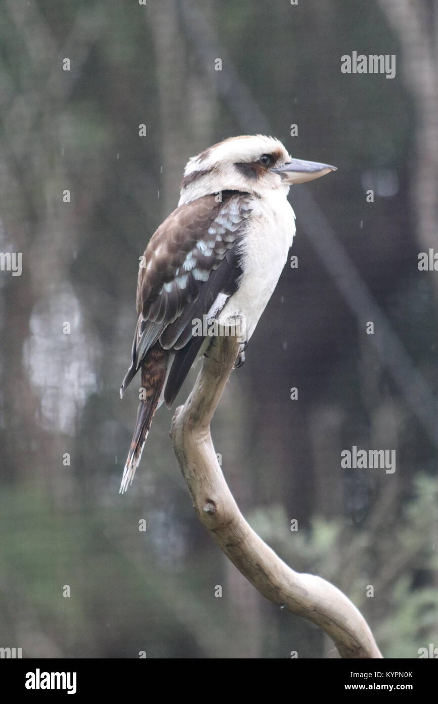 Australian Laughing Kookaburra Stock Photo - Alamy