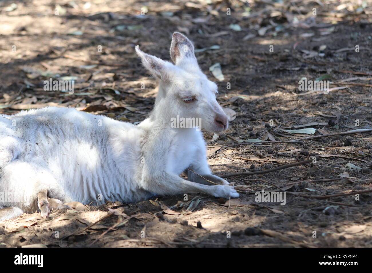 Rare white kangaroos on Kangaroo Island Stock Photo - Alamy