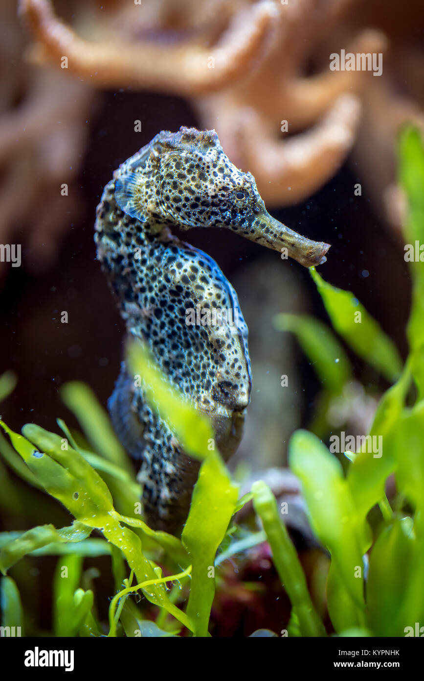 Horse fish hi-res stock photography and images - Alamy