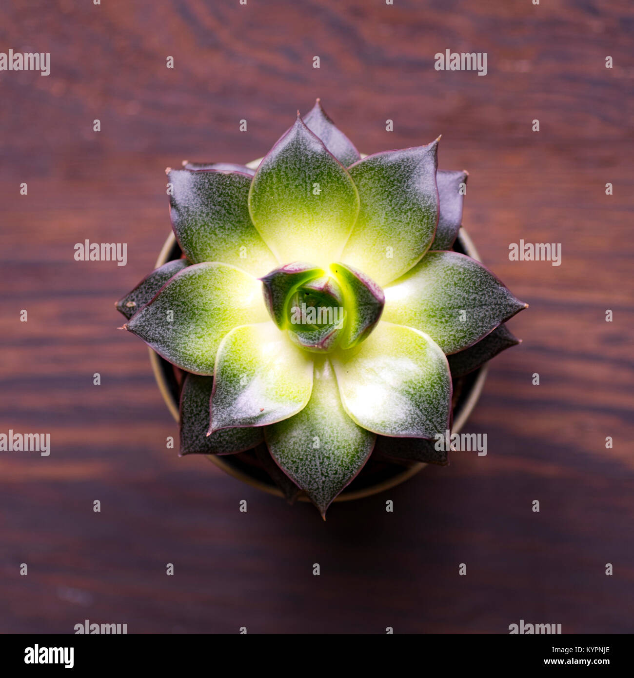 Plant from above hi-res stock photography and images - Alamy