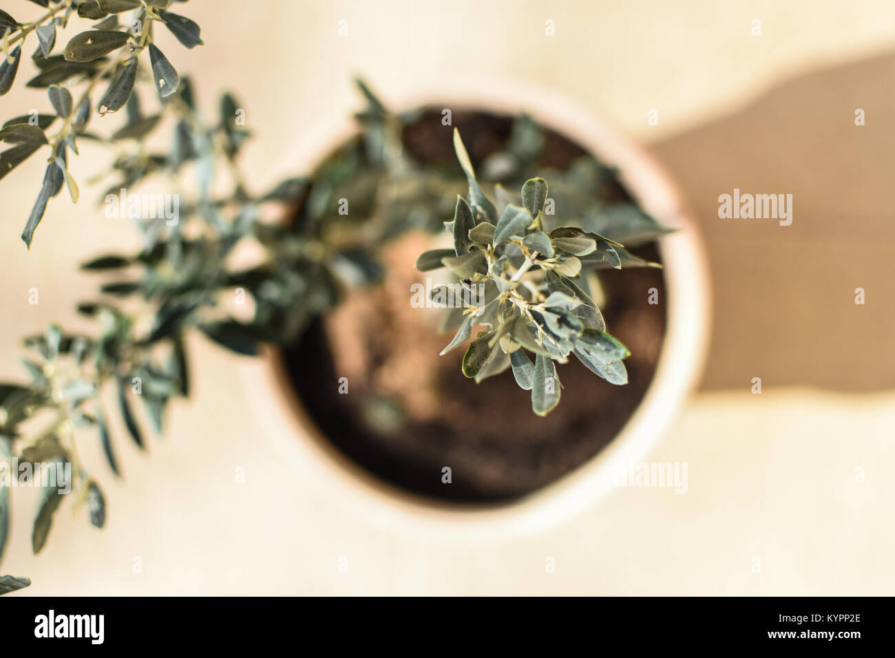 Young Olive Tree Stock Photo - Alamy