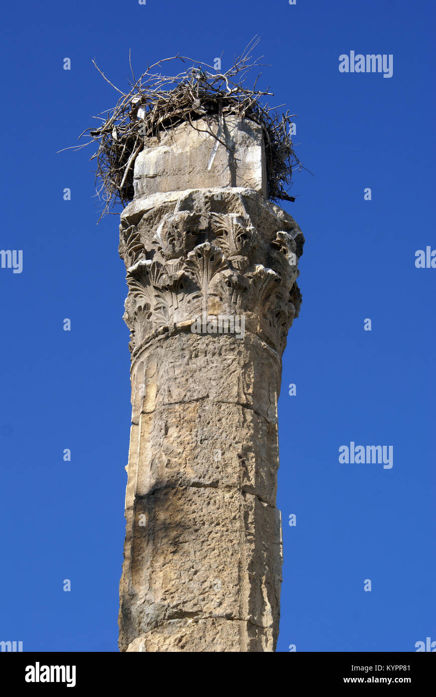 Ruins of column and bird's nest in Silifke, Turkey Stock Photo - Alamy