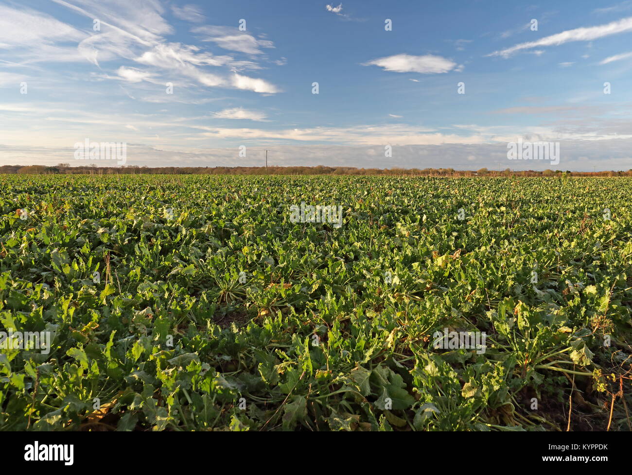 Sugar Beet (Beta vulgaris) view over field Hempstead, Lessingham ...