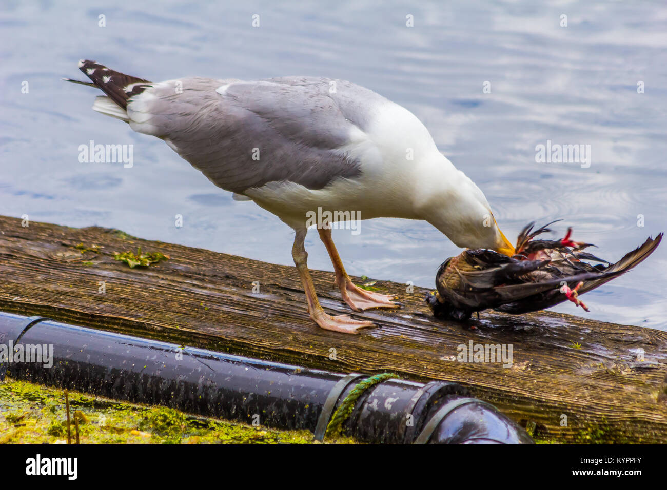 Gull with prize hi-res stock photography and images - Alamy