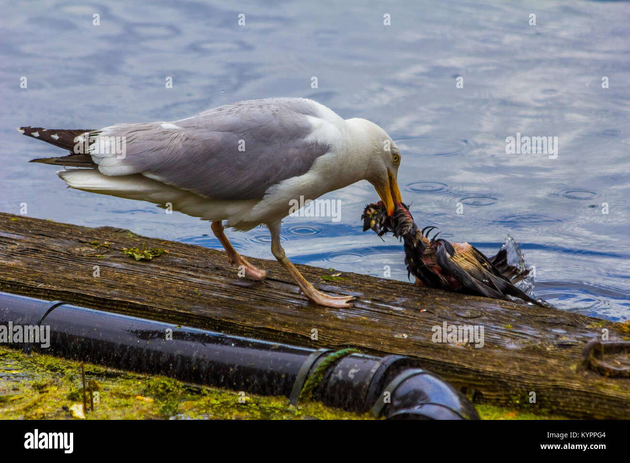 Gull with prize hi-res stock photography and images - Alamy