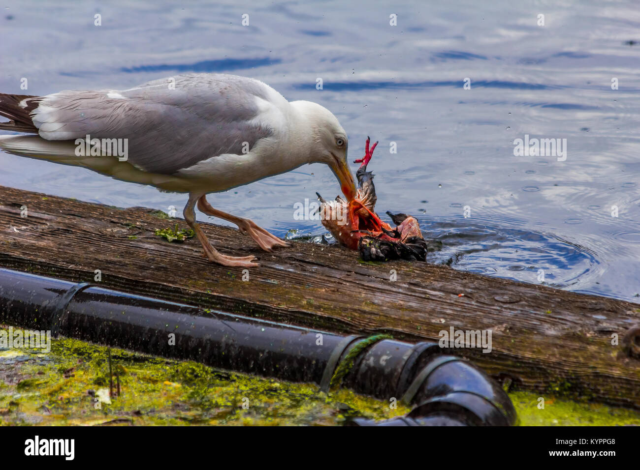 Seagull eating bird, Carnivore Stock Photo - Alamy