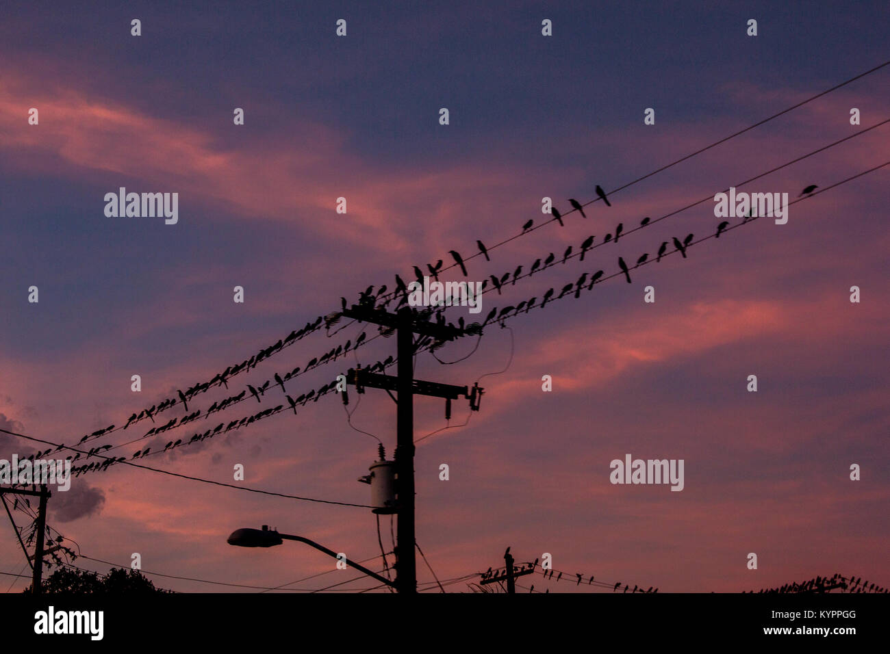 Birds in electricity poles Stock Photo - Alamy