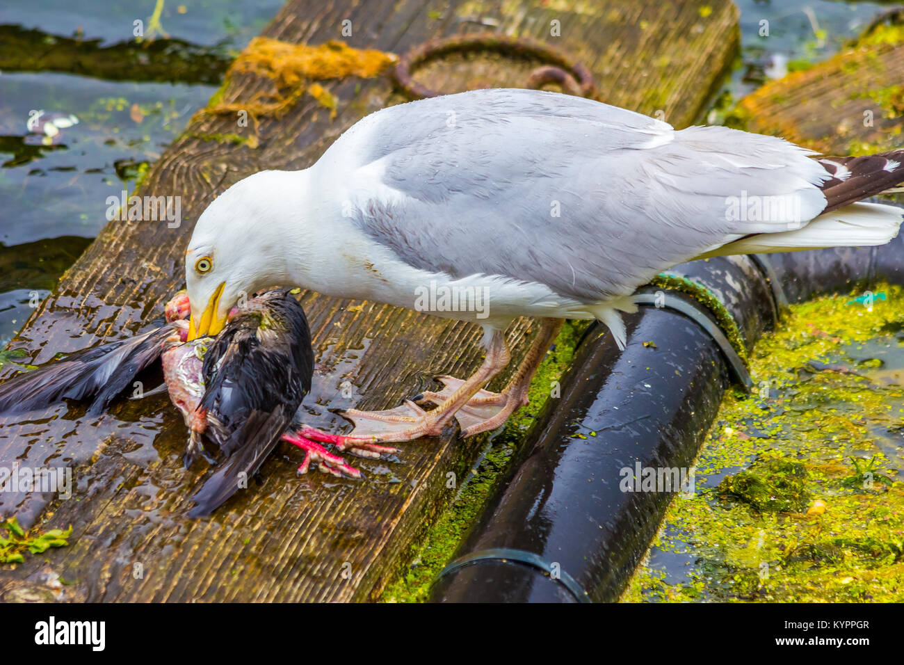 Seagull eating bird, Carnivore Stock Photo - Alamy