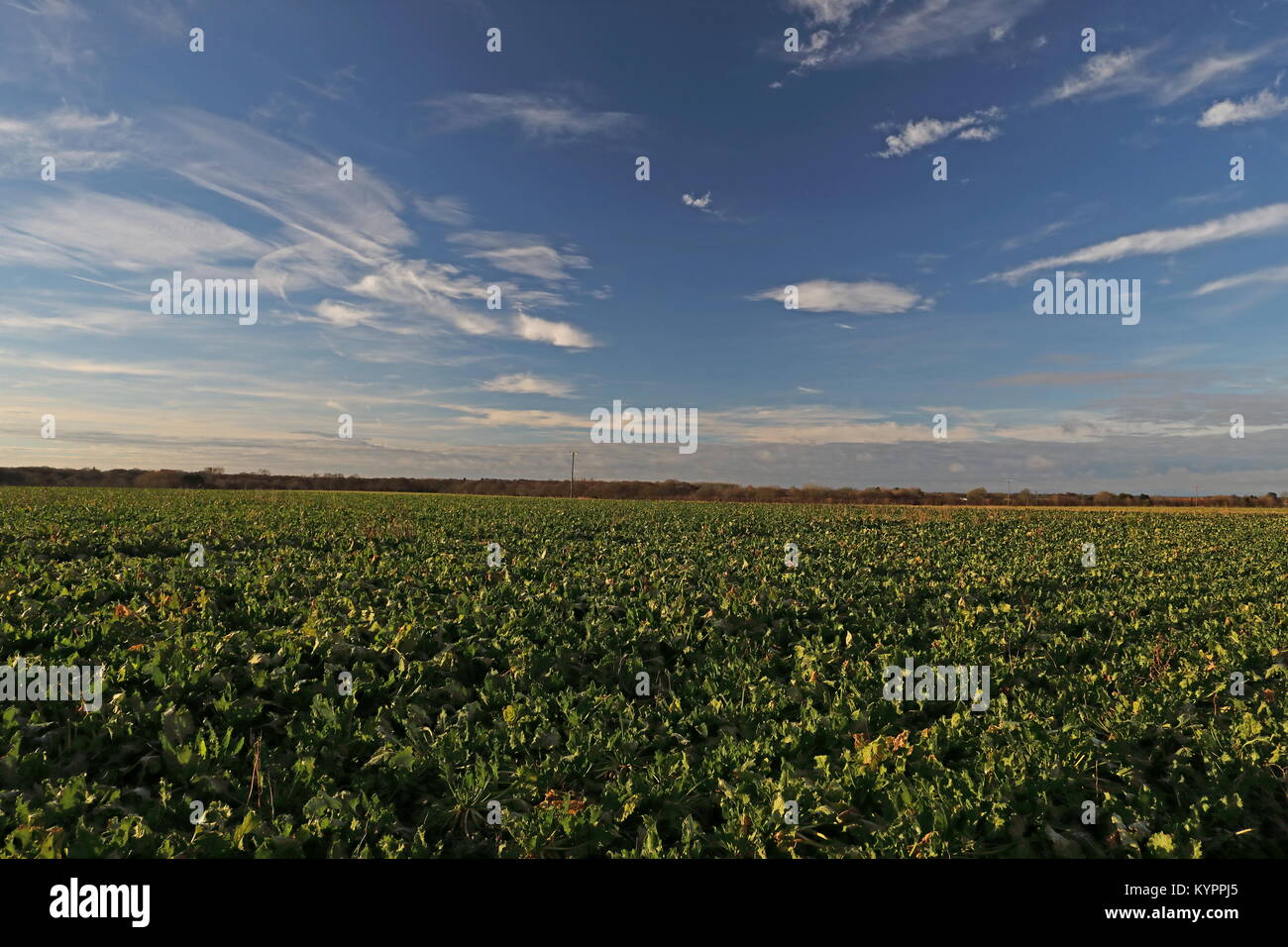 Sugar Beet (Beta vulgaris) view over field Hempstead, Lessingham ...