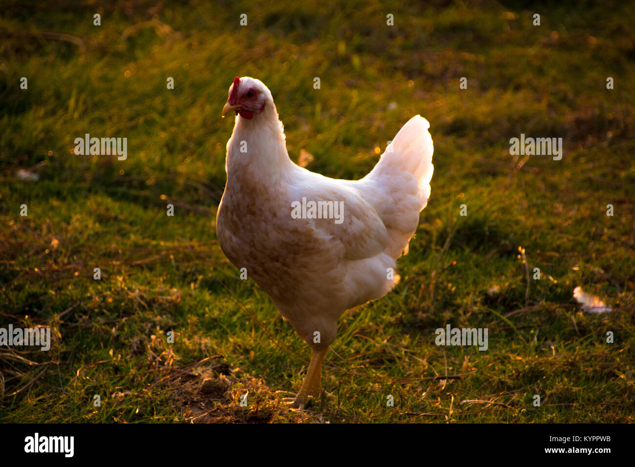 Chicken sunset hi-res stock photography and images - Alamy