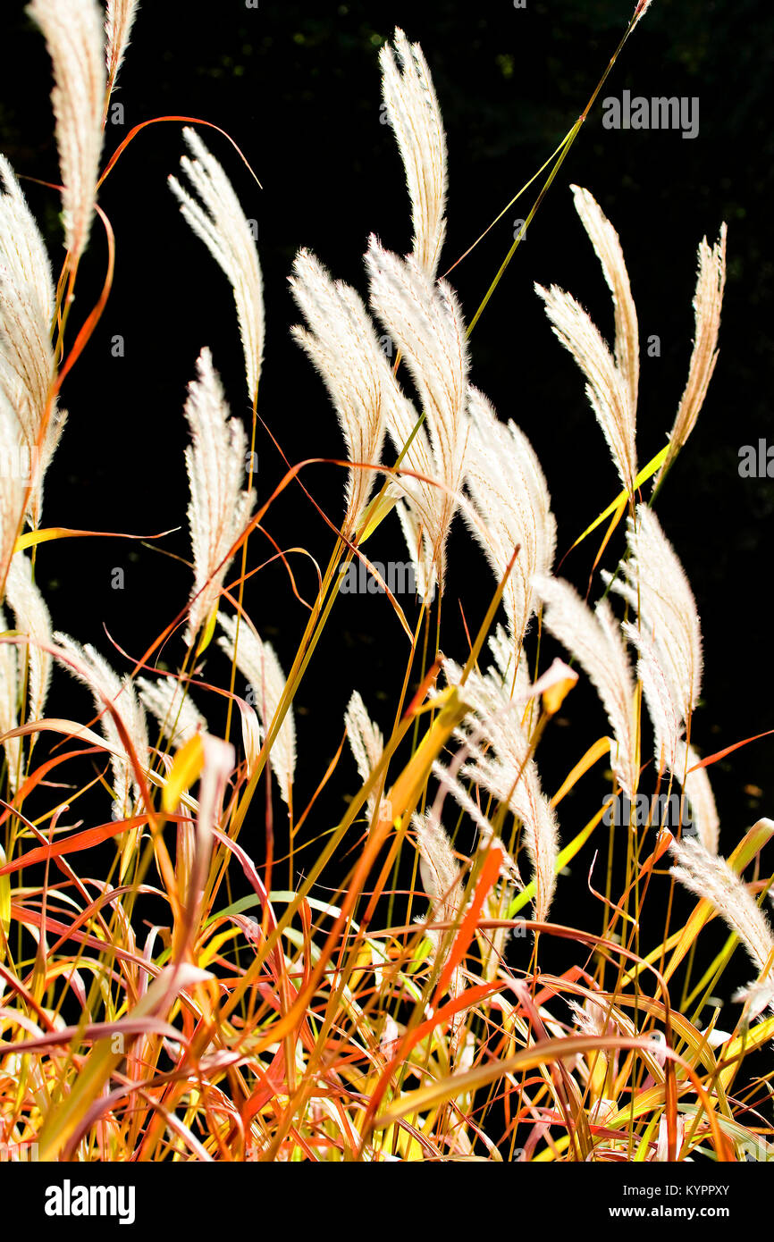 Reeds and colorful background hi-res stock photography and images - Alamy