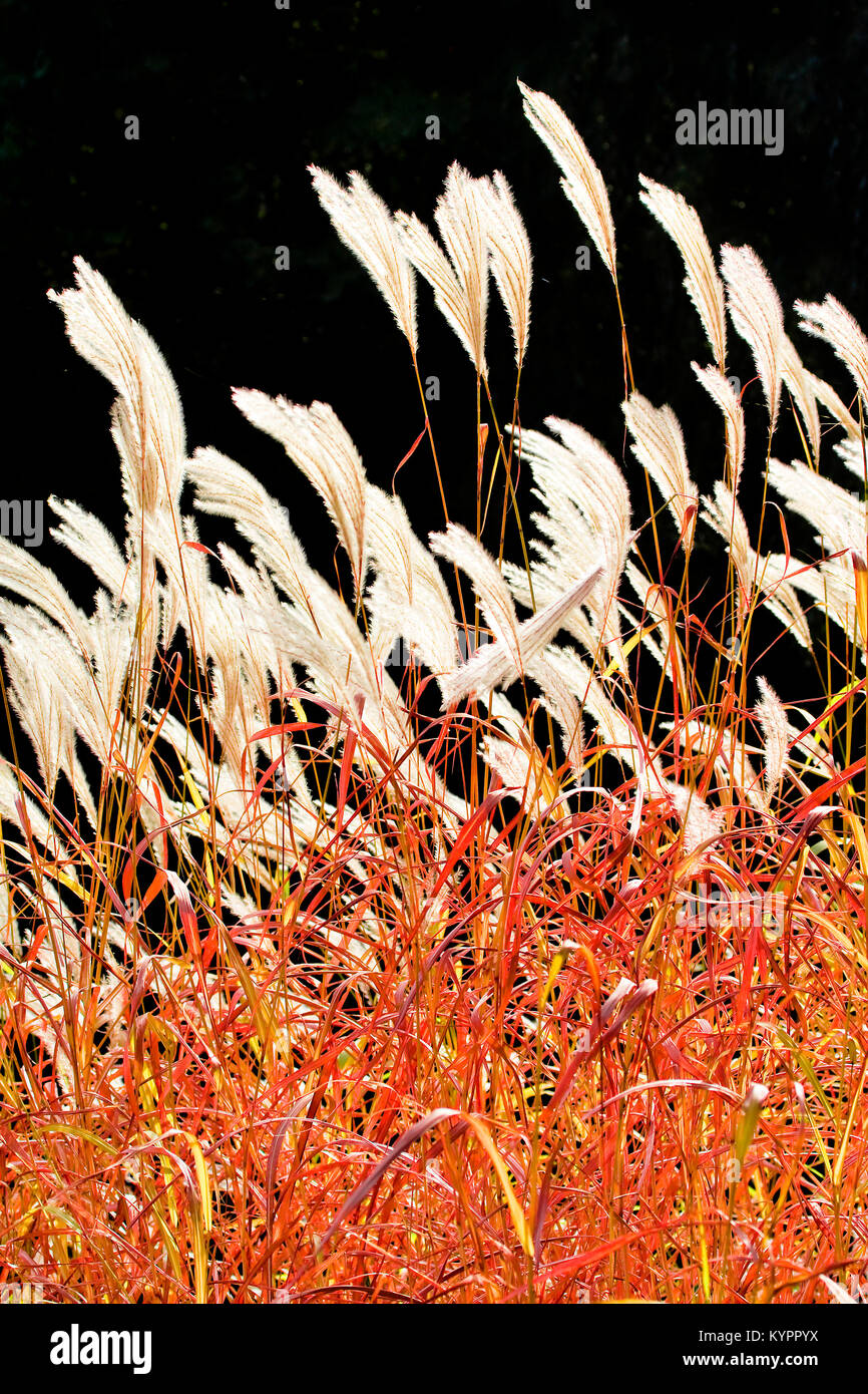 Autumn reeds on black background Stock Photo - Alamy