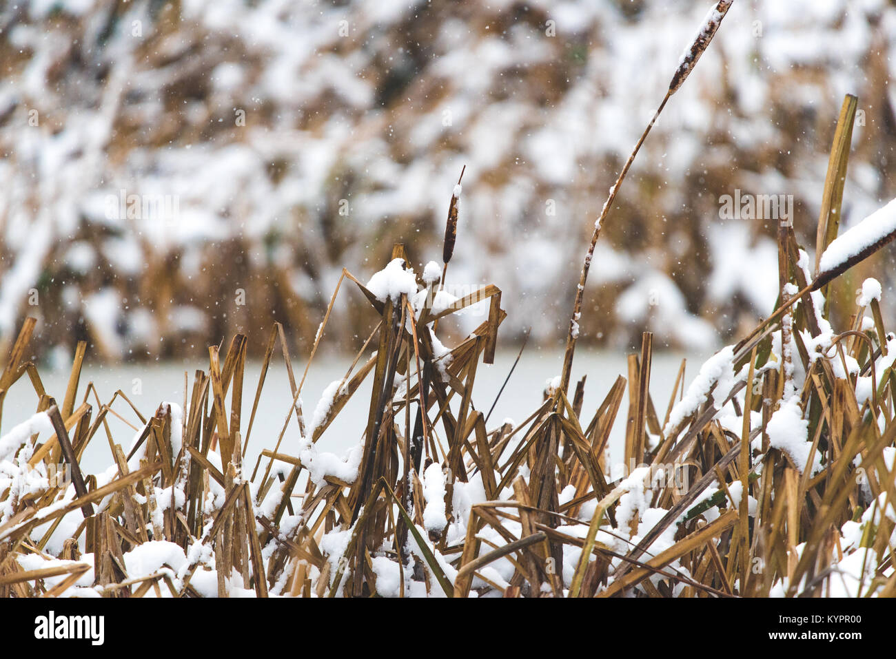 snow falling on a lake Stock Photo - Alamy