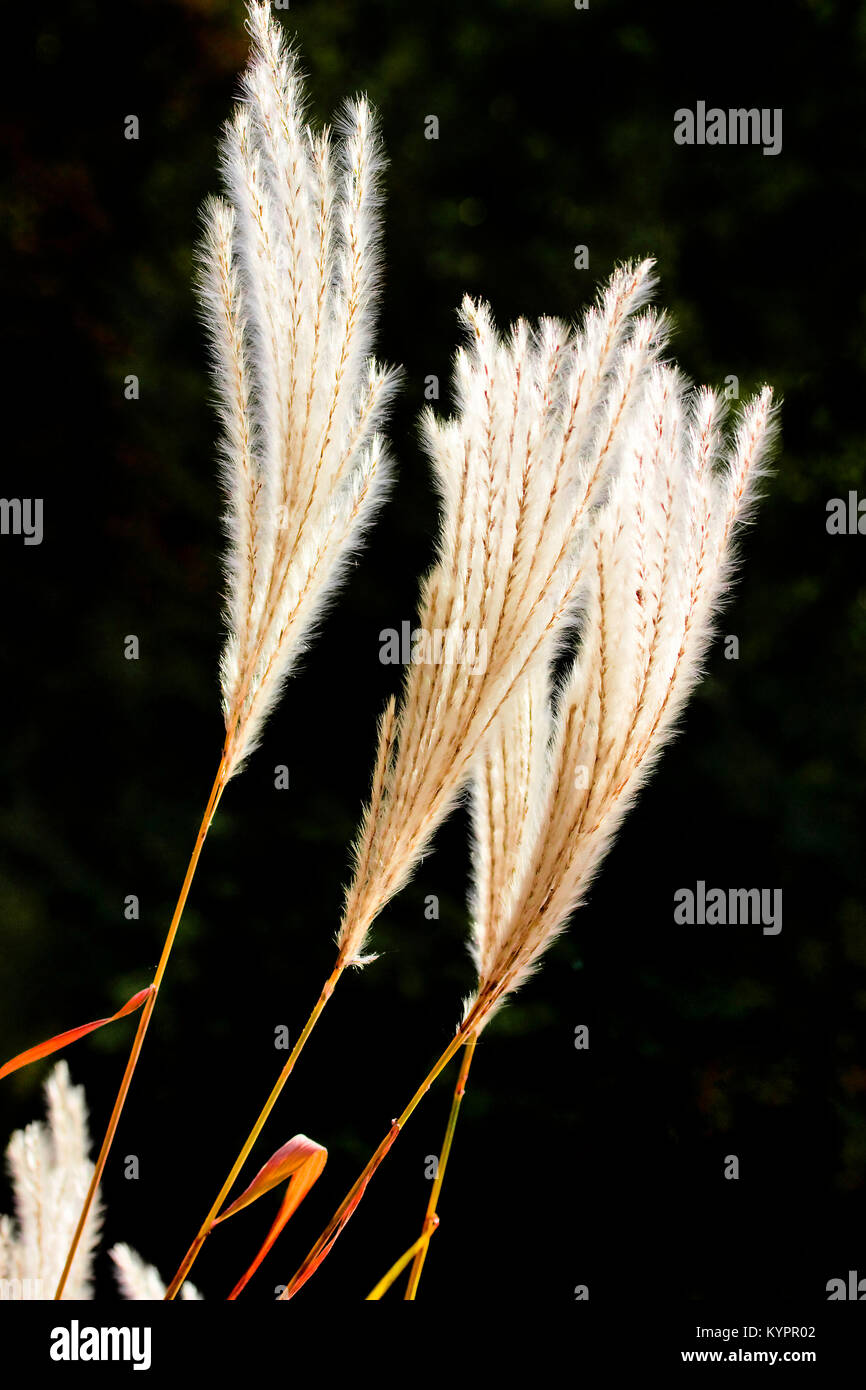 Autumn reeds on black background Stock Photo - Alamy